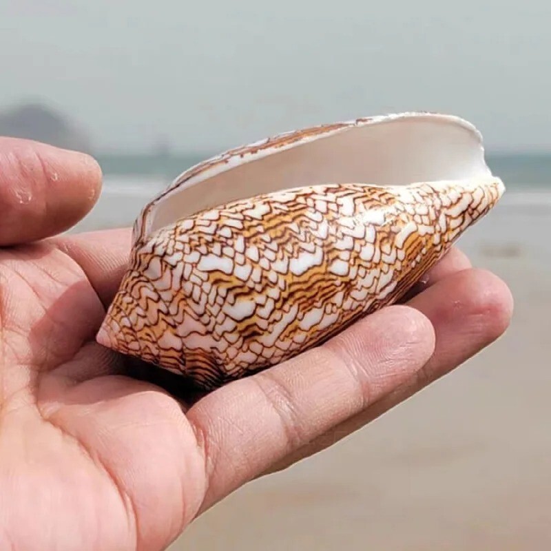 2 Large Conus Textile Cowrie Cone Natural Seashell Rare Real Beach Home ...