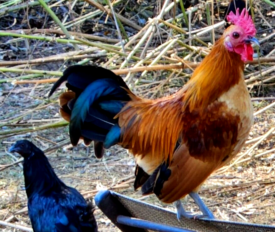 NPIP/AI CLEAN 6+ Old English Game Bantam MIX Chicken Hatching Eggs | eBay