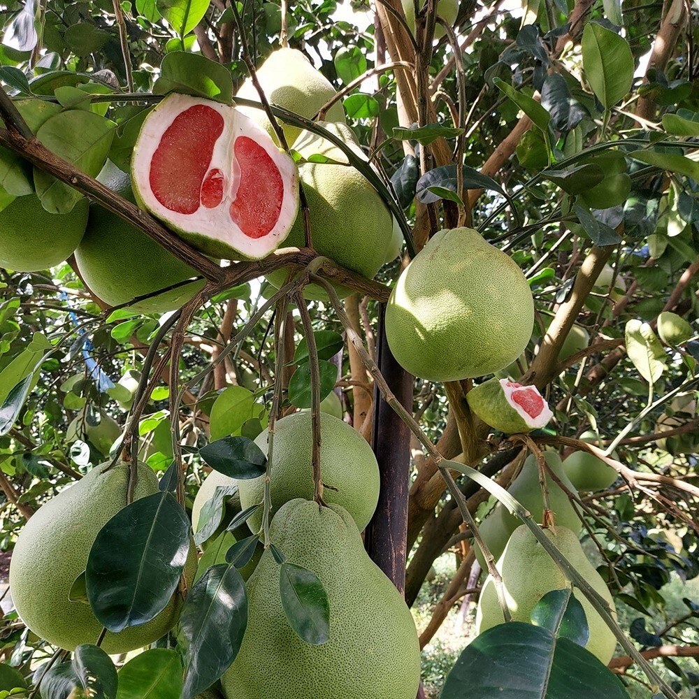Pomelo Fruit Tree