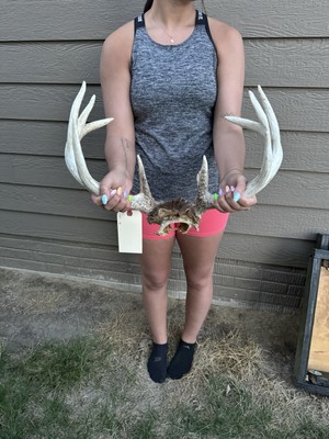 Wild 11 Pt Whitetail Deer Rack Man Cave Cabin Decor | eBay