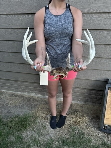 Wild 11 Pt Whitetail Deer Rack Man Cave Cabin Decor | eBay