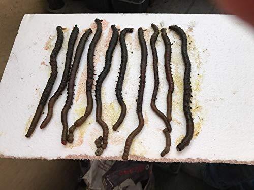 Frozen Welsh Black Lugworm - Bait Oil - Pulley Rigs - Shipped in new ...