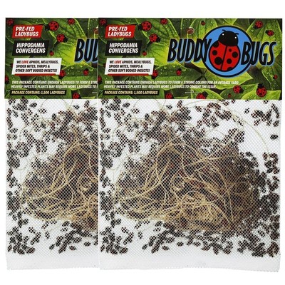 Buddy Bugs 3000 Pre-Fed Live Ladybugs for Garden | Guaranteed Live ...