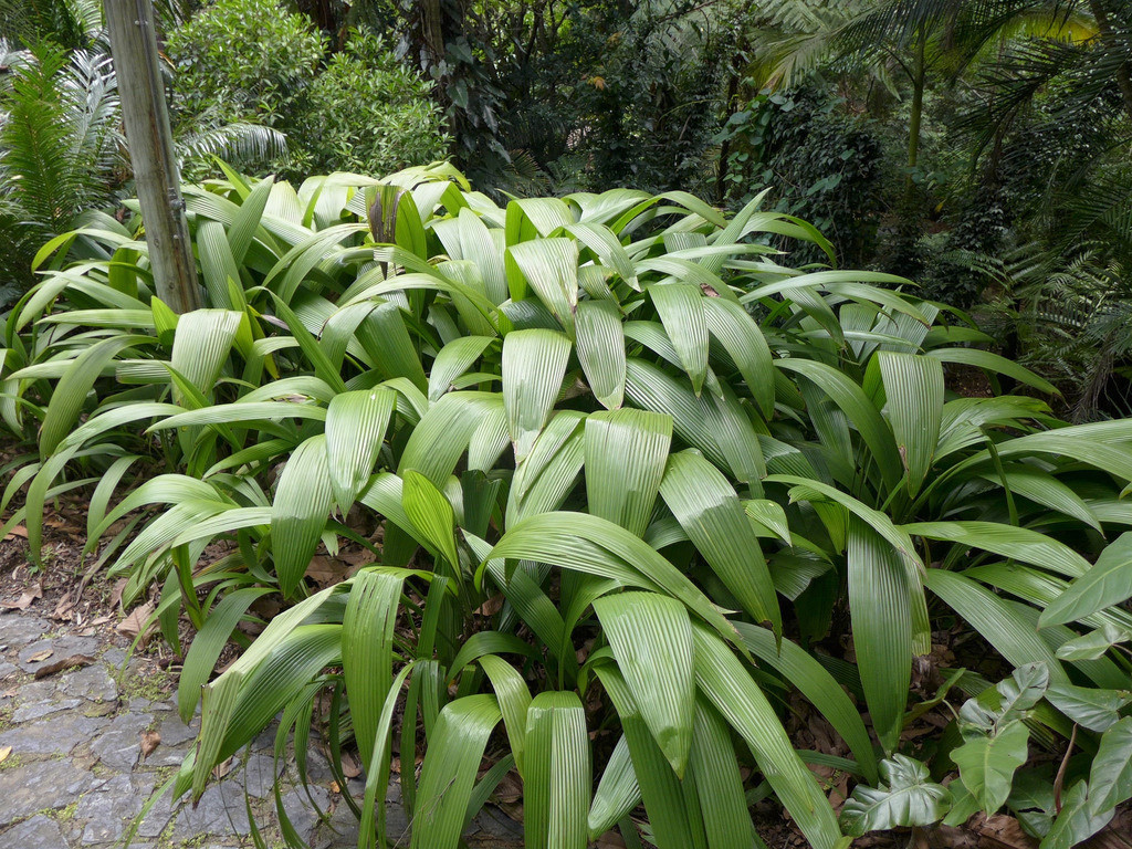 Curculigo syn molineria capitulata PALM GRASS Seeds! | eBay UK