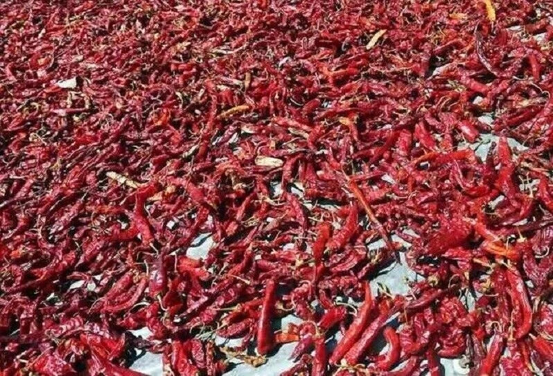 Mathania Red Chilli Whole Indian Premium, Lal Mirch Sabut - Free ...