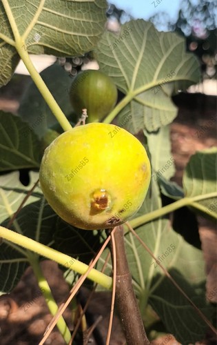 2 x “Dottato” Fig tree cuttings WHITE FIG From CYPRUS Island | eBay