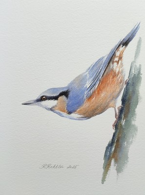 Nuthatch Original Signed Watercolour Painting Unframed Artwork (Not A ...