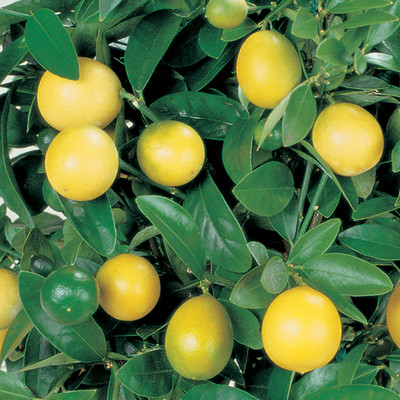 T&M Lemon Tree Fruit Bush Citrus Plants Dwarf Citrus x Limon Meyer in ...