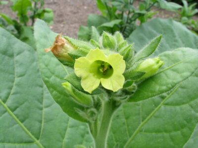 Mapacho Rustica Wild Tobacco - Nicotiana Tabacum - 125+ Tobacco Seeds ...