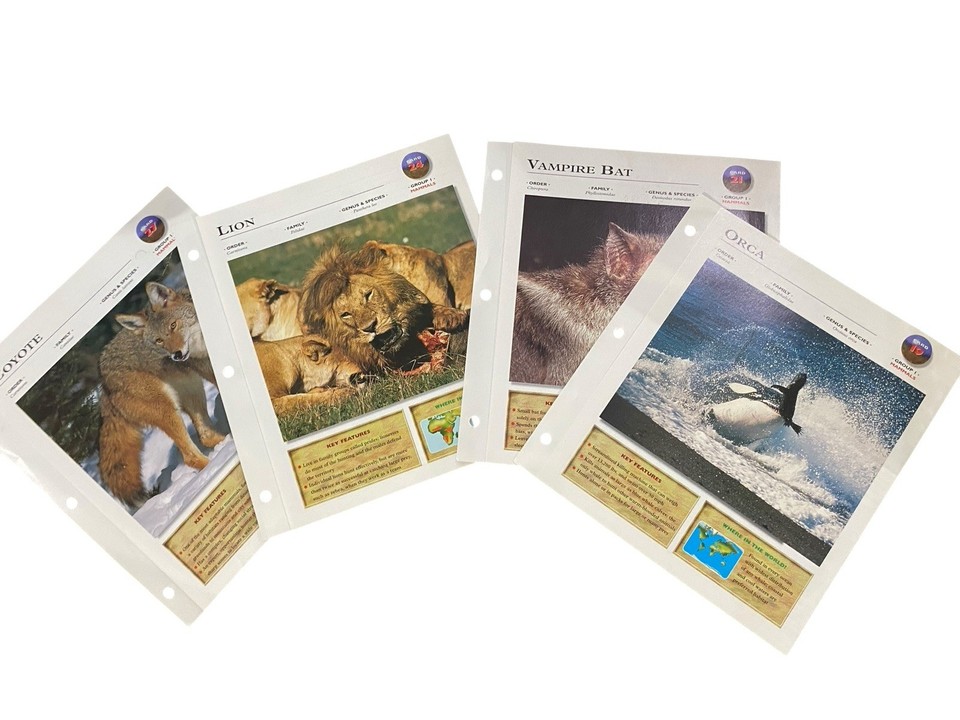 Wildlife Explorer Animal Facts Fold Out Cards Lot Science Education | eBay