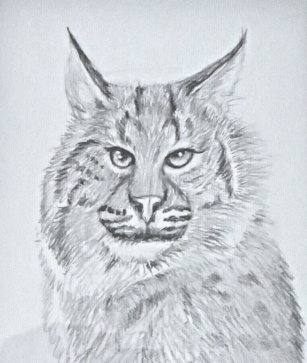 Realistic Wildcat Drawing