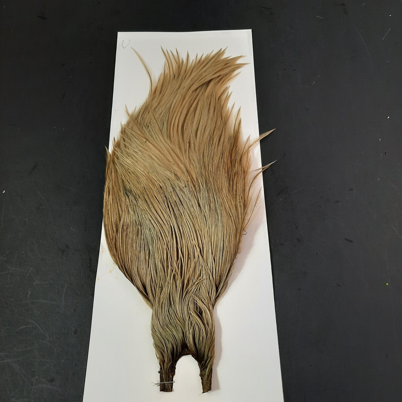 Dry Fly Hackle Cape Neck Grizzly, Cream, Olive, Blue Dun, Olive Dun ...
