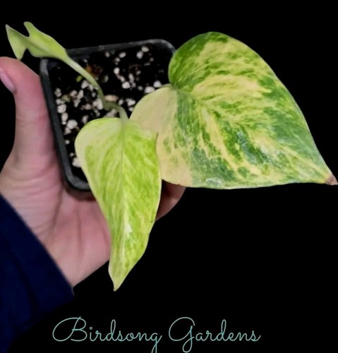 **NEW NEON MARBLE POTHOS HYBRID** Neon Queen Rooted Starter Plant In 3 ...