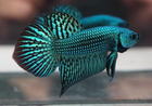 Wild Betta Fish Green Alien Male Quality Grade from TH * Stock Photo ...