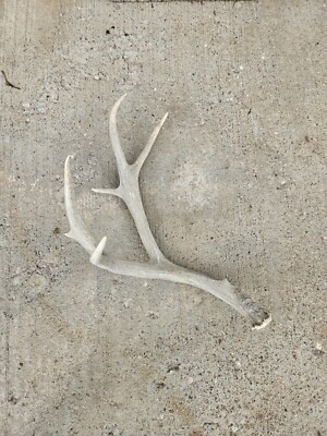 Big White Mule Deer Sheds Antlers Horns Racks Home Decor Cabin Decor | eBay