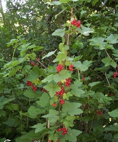 GROSEILLIER Fruits Rouges - Ribes rubrum ♫ Graines ♫ Pl Gustative ...