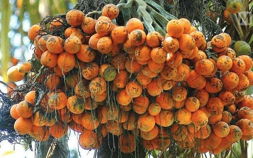 Areca Nut Betel Nuts Palm Areca Catechu Live Seeds For Plant Germinate ...
