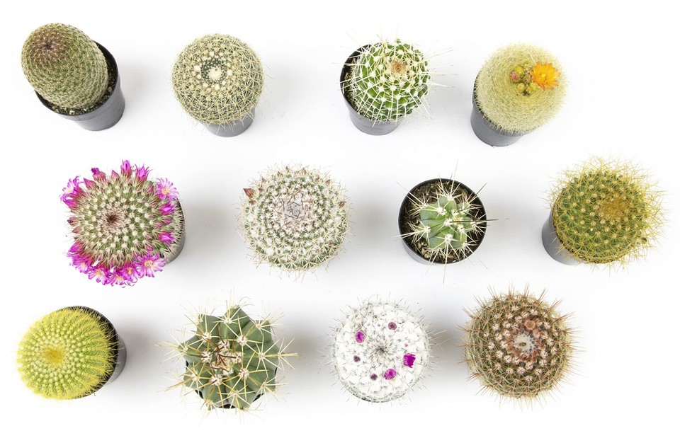 , Assorted Cactus Plants Live Cactus Decor (12PK), Cactus Plant Live ...