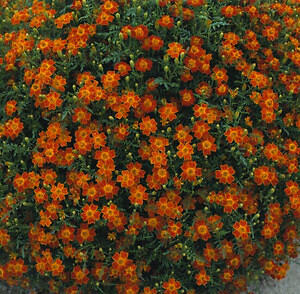 Marigold Signet Red Gem 1,000 seeds | eBay