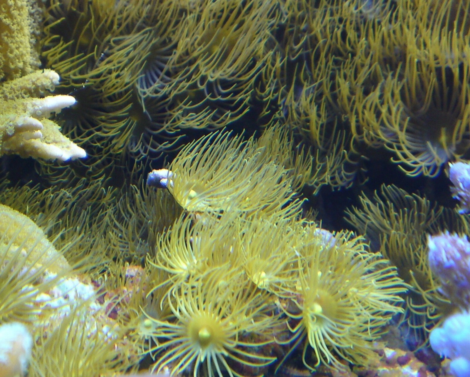 Soft Coral frags colonies Leather Toadstool Sarcophyton GSP Xenia Clove ...