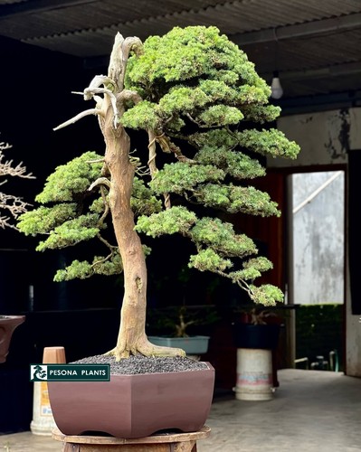 Actual Bonsai tree. Bonsai juniperus rigida size large | eBay