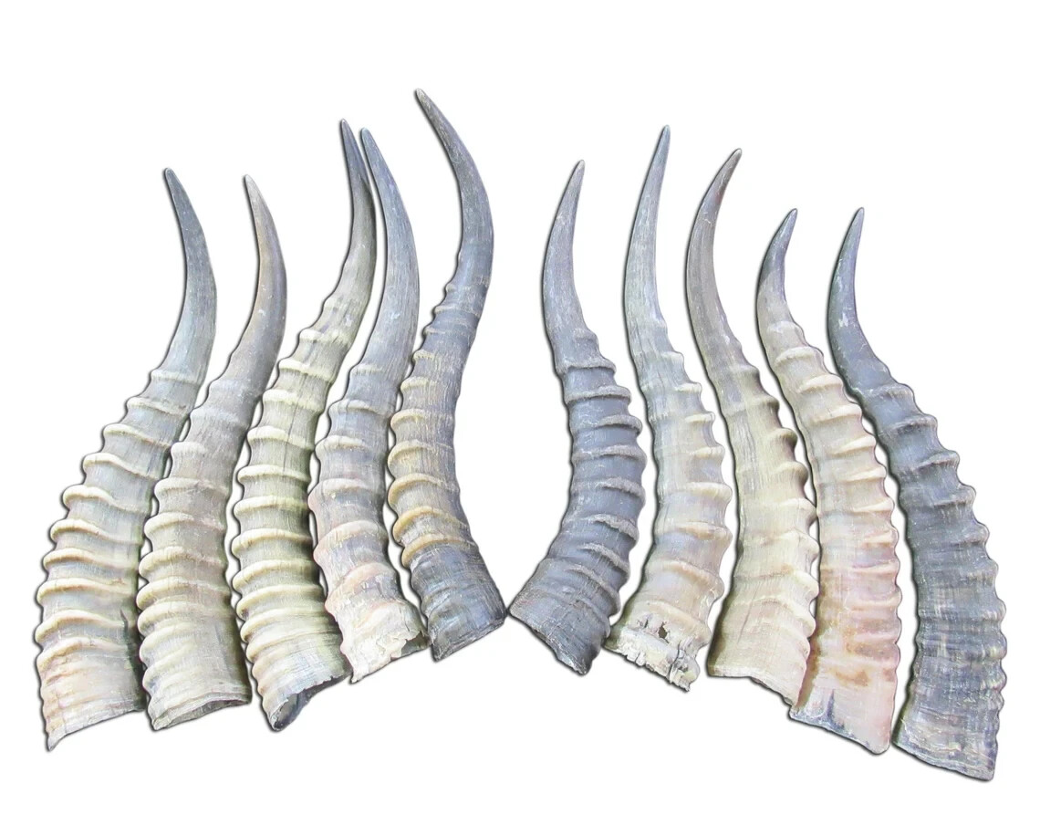 1 Blesbok Horn, African Antelope Horn Size Approx. 14" (measured ...