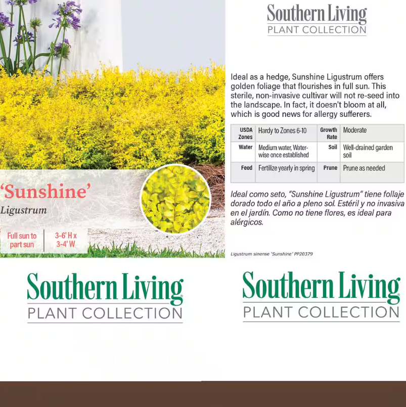 Southern Living Sunshine Ligustrum Privet Shrub with Golden-Yellow ...