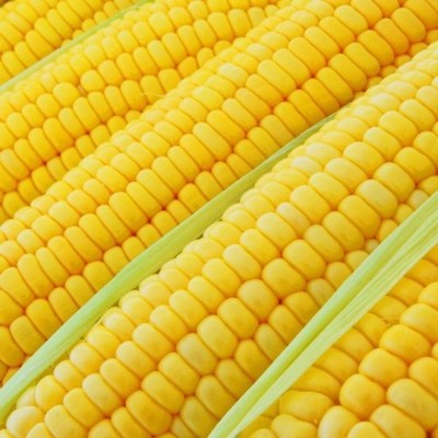 Bodacious Hybrid Yellow Sweet Corn Seeds Free Shipping! | eBay