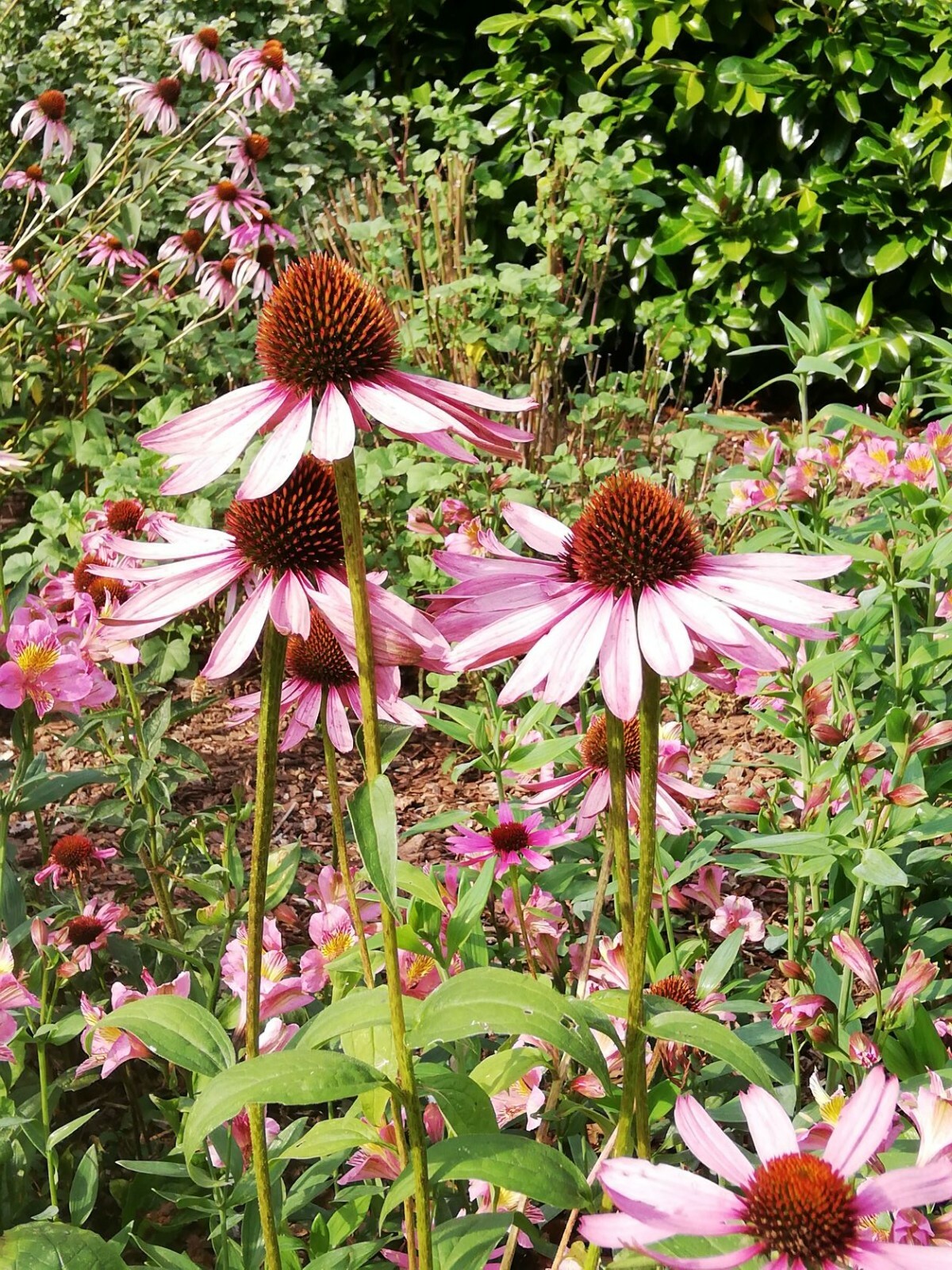 Echinacea Coneflower X Bressingham Hybrid X 40 Seeds Perennial Bee ...