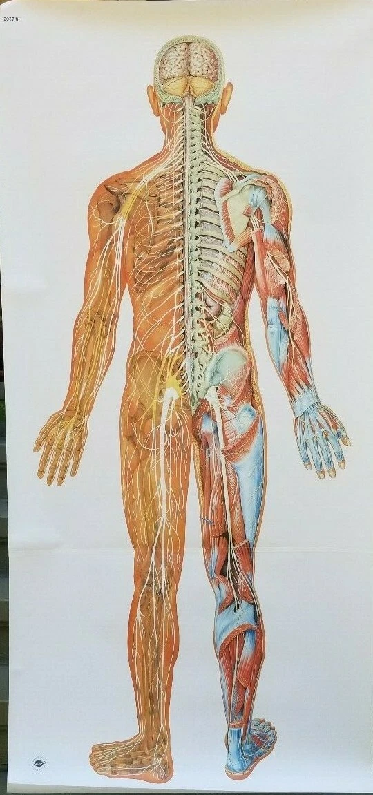 Life Size Anatomy Poster