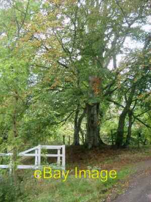 Photo 6x4 Trees near Costerton Fala/NT4361 Found this in the archives ...