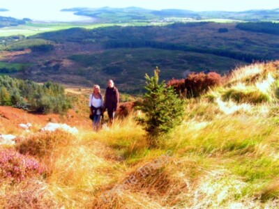 Photo 6x4 Possibly the highest tree on Screel Gelston/NX7658 With ...