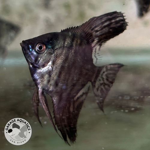 Live Fancy Fish – Leopard Angelfish Stunning Rare Line-Bred ...