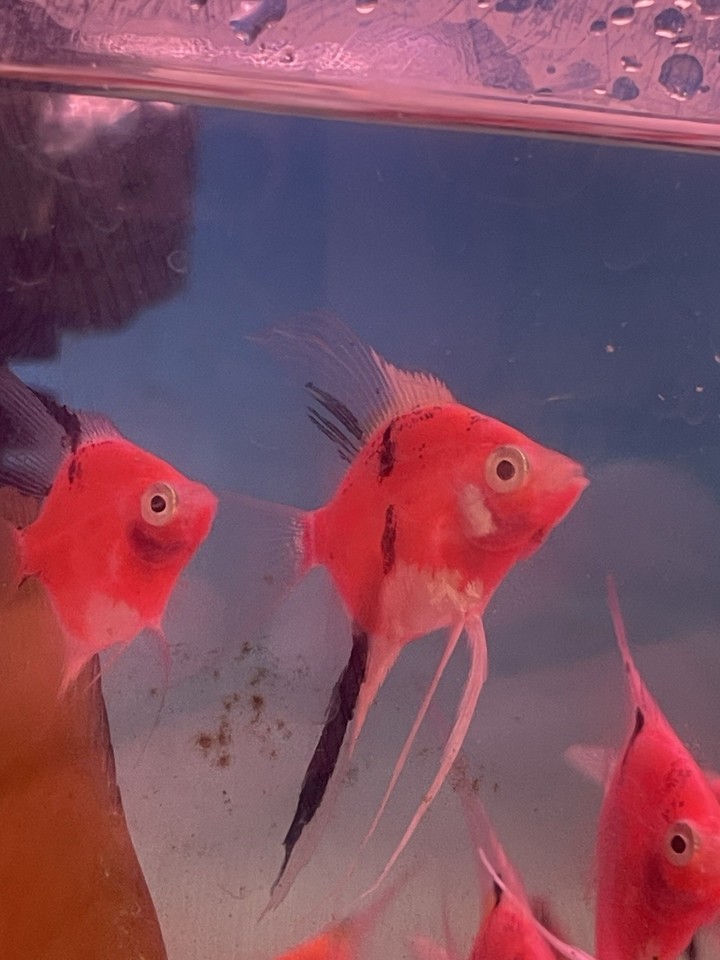 1 Red Devil Angelfish TANK BRED!! HIGH QUALITY! Dime Body Size | eBay