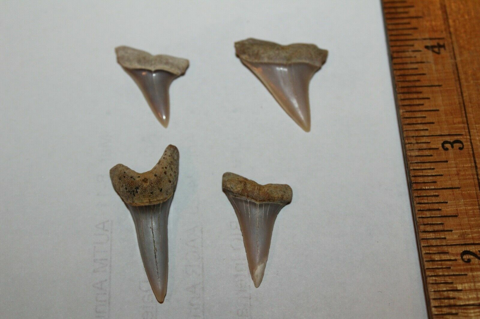 Lot 4 Fossil ISURUS PLANUS Shark Hooked Tooth Mako Bakersfield Jewelry ...