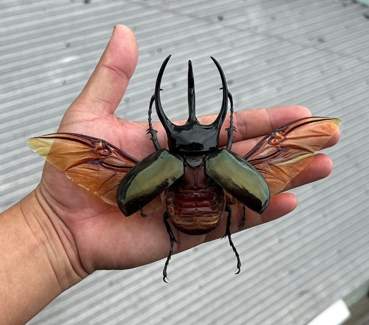 Giant Atlas Beetle