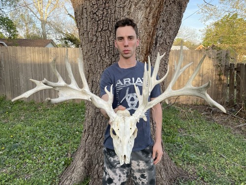 215” Whitetail Deer Antlers Taxidermy Mount Skull Cabin Decor Craft | eBay