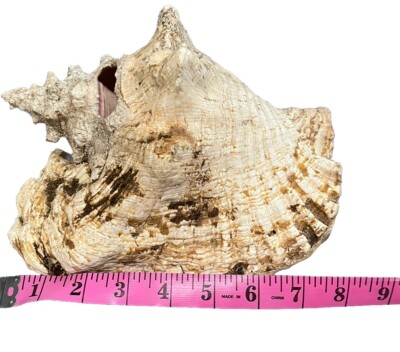 Conch Shell Horn Large 10x9x6 | eBay