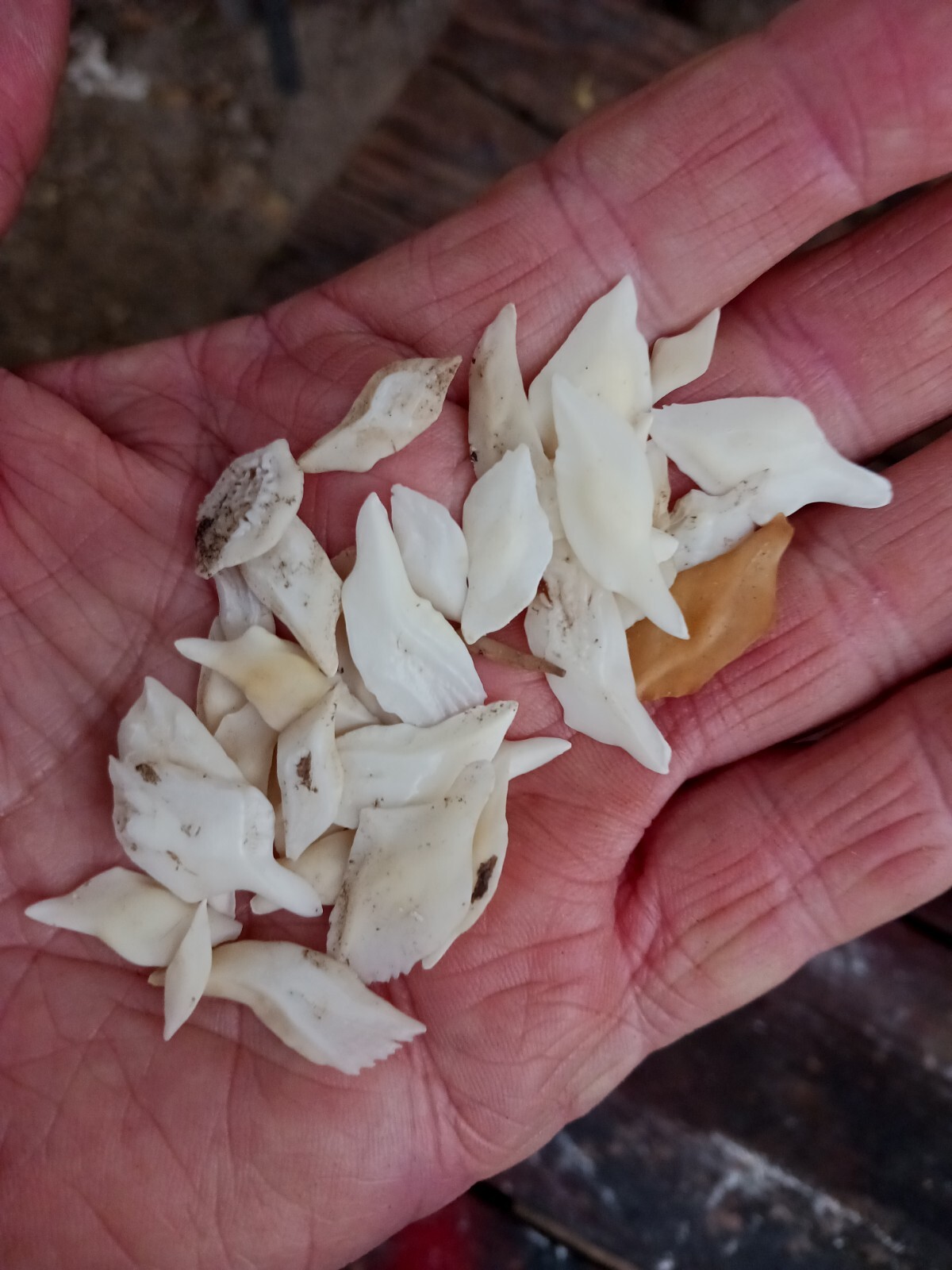 * LOT OF 25 + LOUISIANA DRIED GARFISH SCALES ARROWHEADS JEWELRY CRAFTS ...