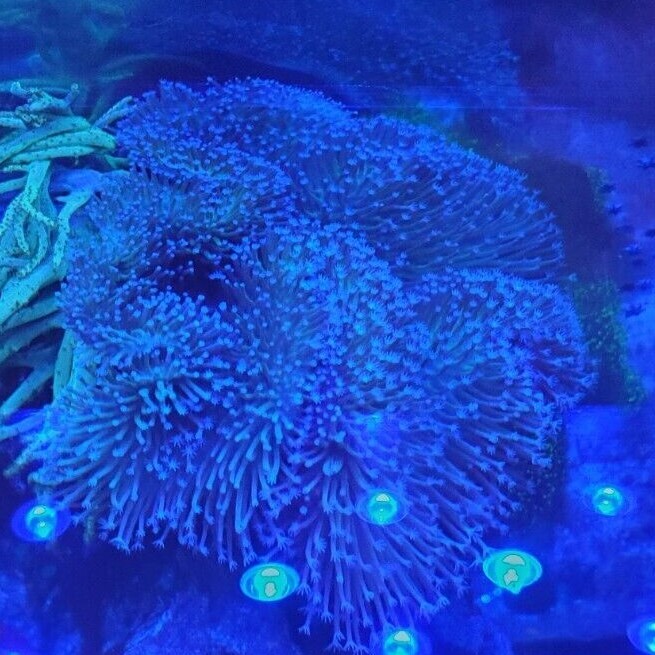 Super Rare Leather Frag Pack (Corals Colorful leathers polyps live reef ...