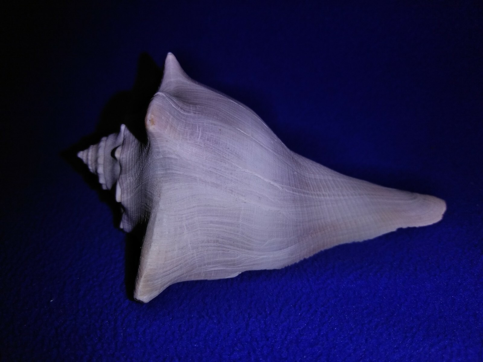 W132 Knobbed Whelk Conch Sea Shell 3 1/2" Nautical Coastal Beach ...