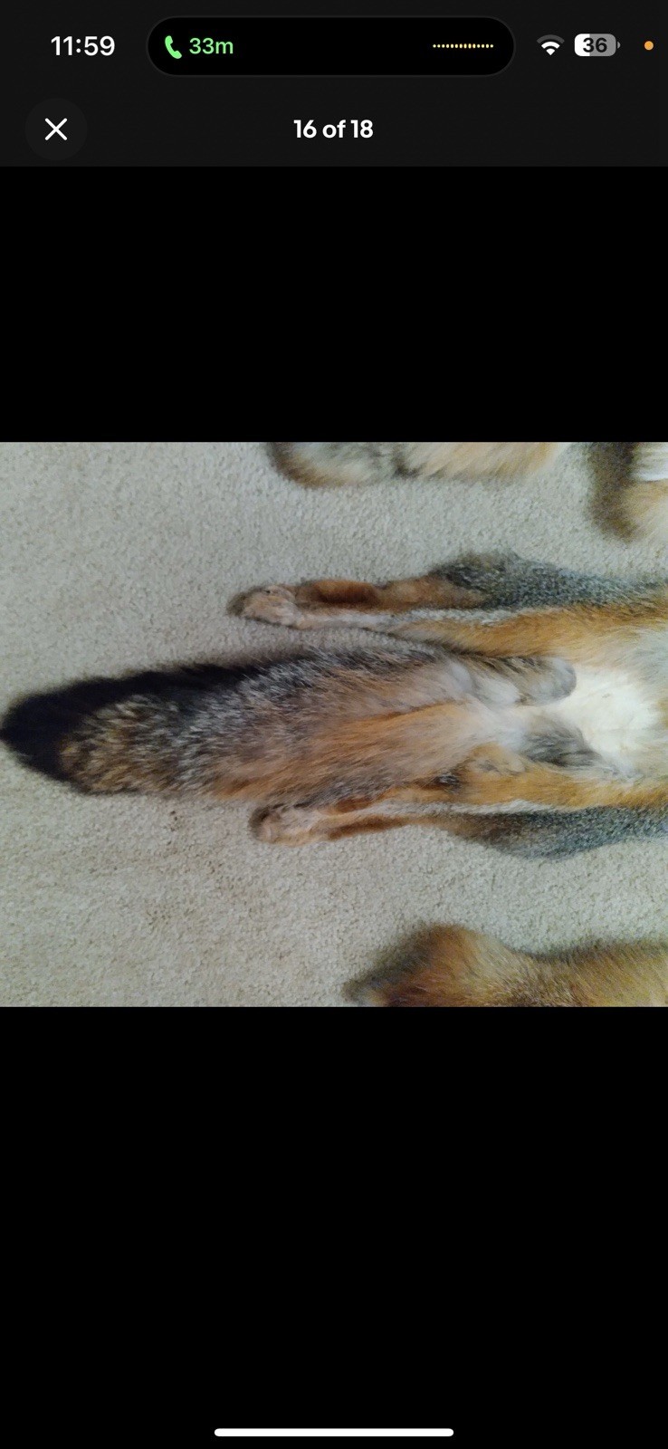 LOT of 2 Tanned Fox Fur Pelts Red/Grey/Swift FREE SHIP | eBay