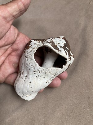 Florida Artifact conch shell Hammer /pick | eBay