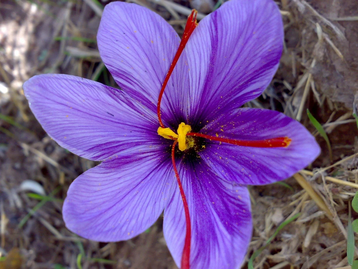 Saffron Plant Seeds