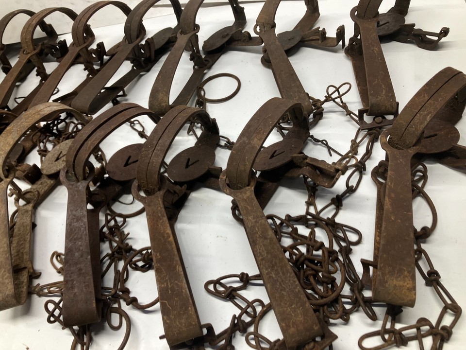 14 Total No. 1 1/2 Traps - 11 Victor and 3 Blake & Lamb Long Spring ...