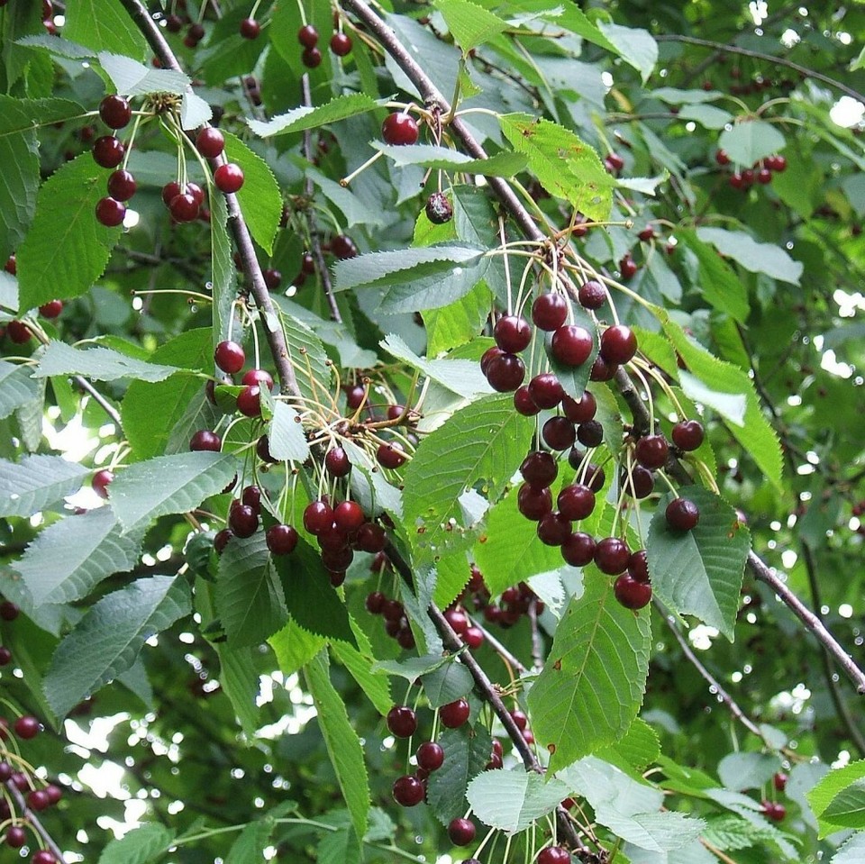 MAHALEB CHERRY Prunus Mahaleb - 15 SEEDS. FREE S&H | eBay