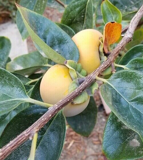 4'-6' FUYU PERSIMMON Fruit Tree Plant Healthy Trees Grow Persimmons Plants | eBay