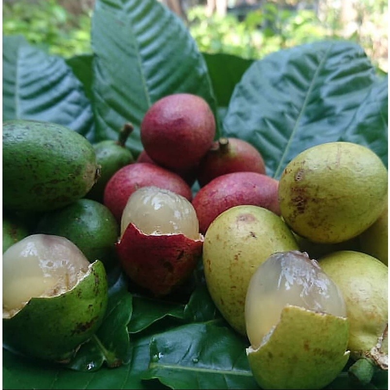 Grafteds Dwarf MATOA Fruit tree Very sweet fruit (Best Sellers) | eBay