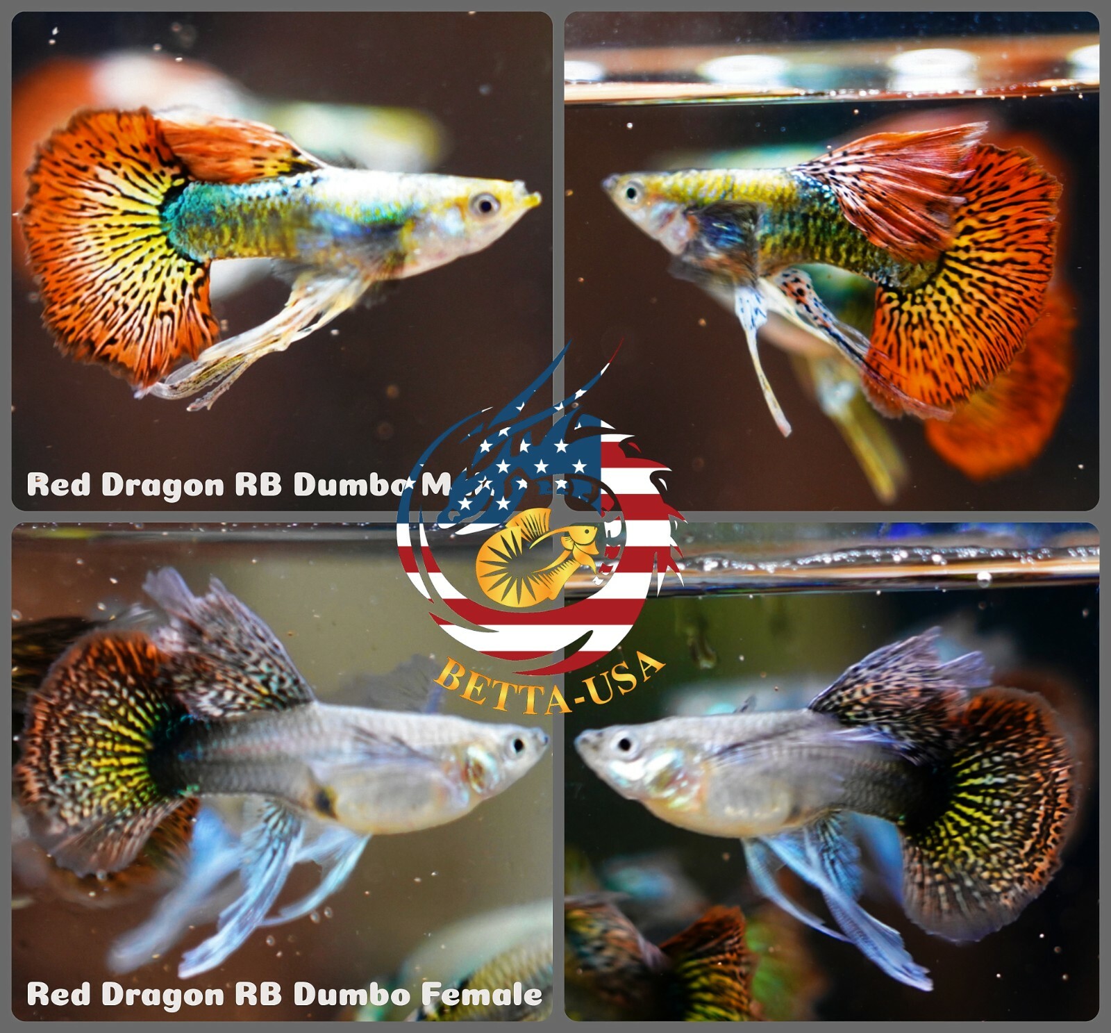 1 TRIO - Live Aquarium Guppy Fish High Quality - Dumbo Red Dragon ...