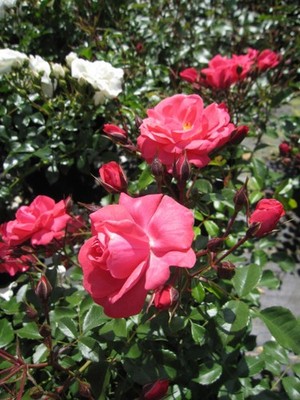 Rosa Bad Birnbach ® - Beetrose Bad 'Birnbach ® - Kordes Rose - ADR Rose ...